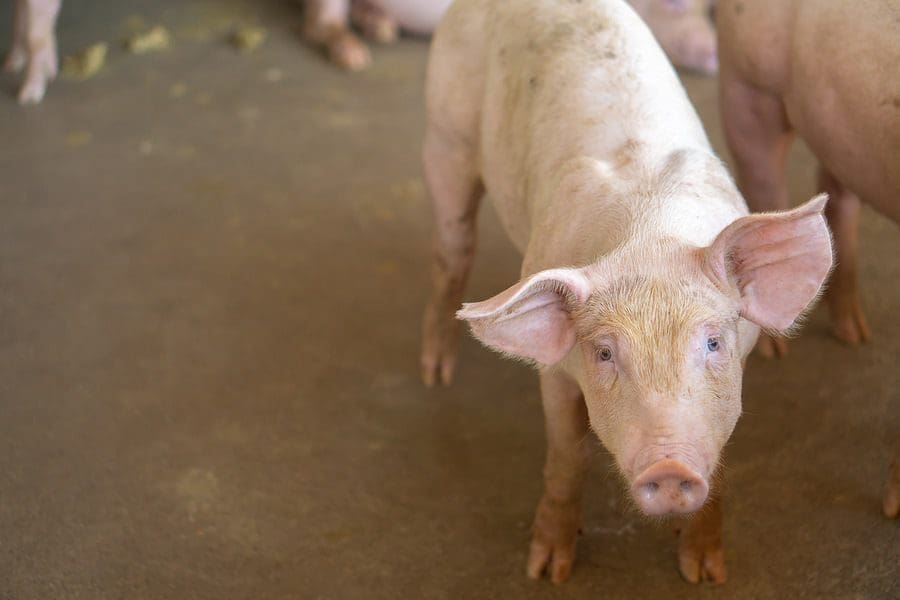 The Maschhoffs Launch Cutting-Edge Learning Platform for Users | Educe